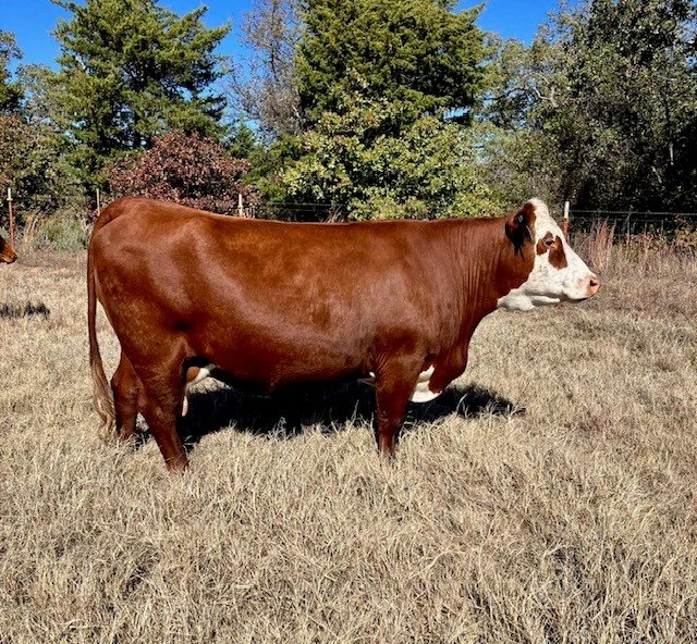 Cattle For Sale — Texoma South Poll Cattle