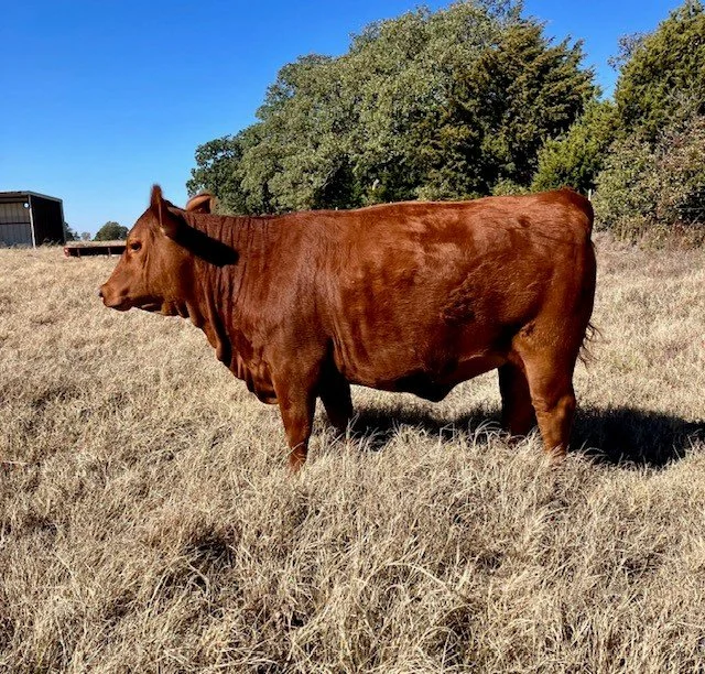 Cattle For Sale — Texoma South Poll Cattle
