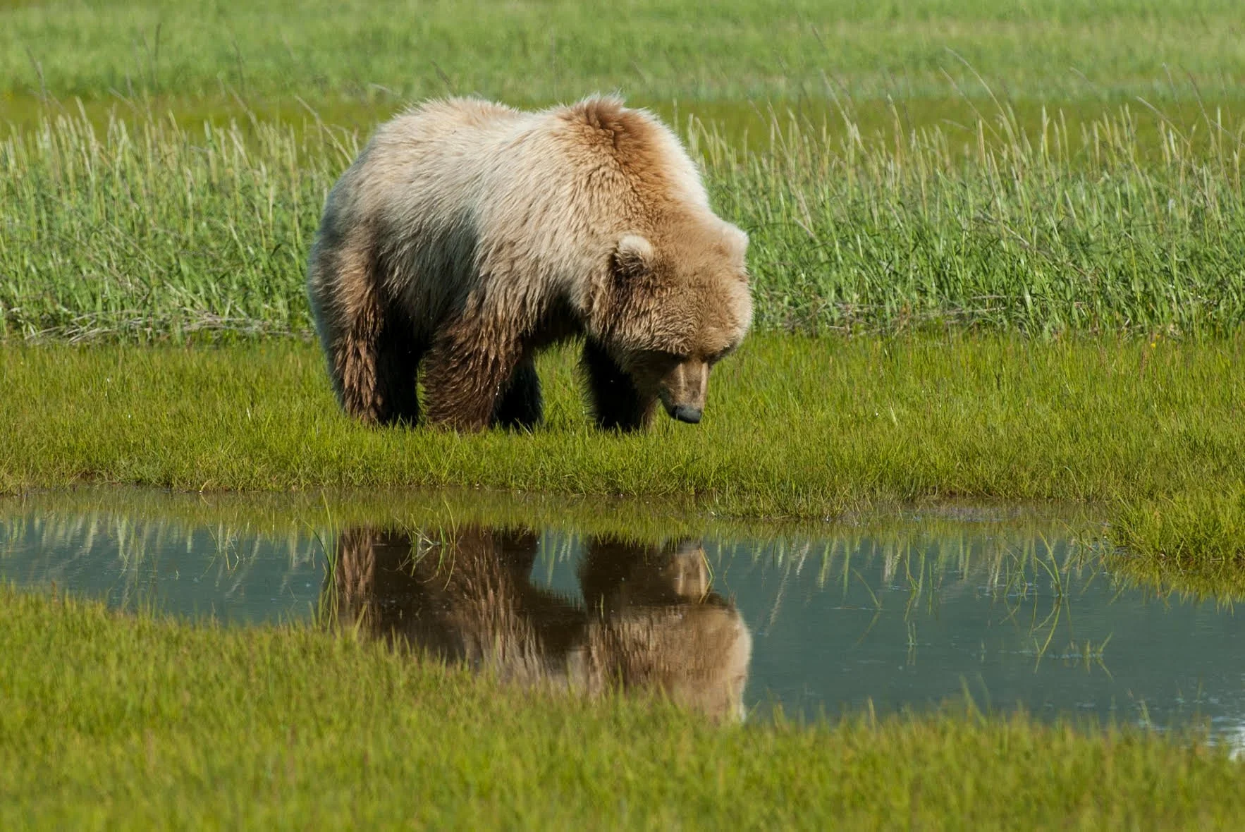 Alaska Katmai Bear Viewing Tours | Best Viewing Trips — Beluga Air