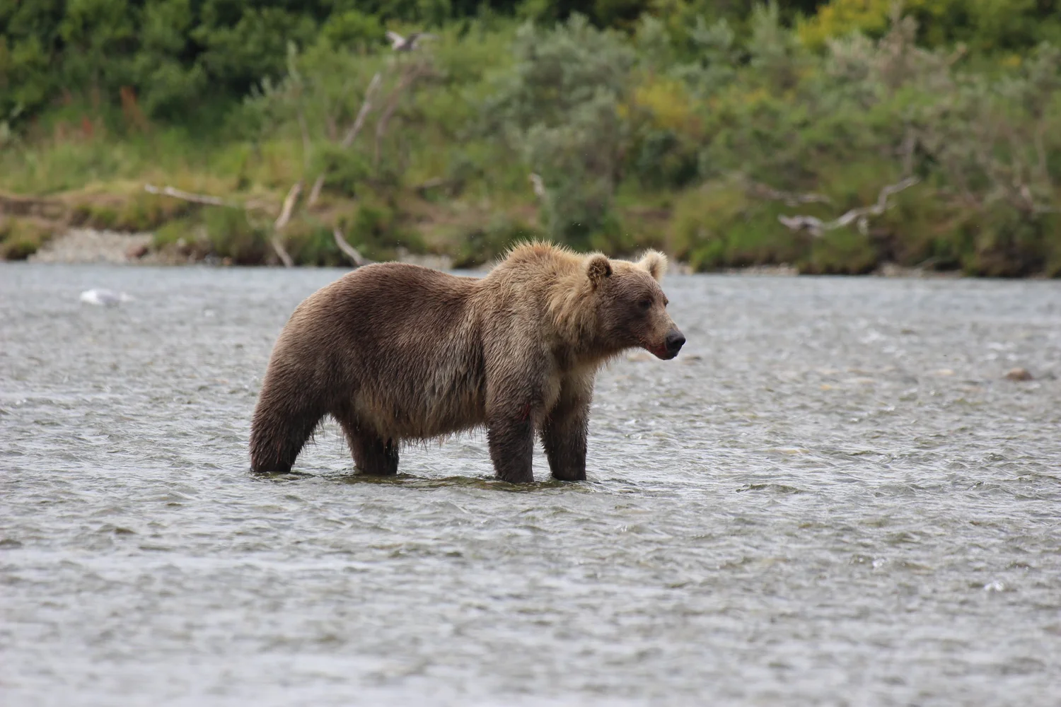 McNeil River Alaska Bear Viewing | Guided Tours & Info — Beluga Air