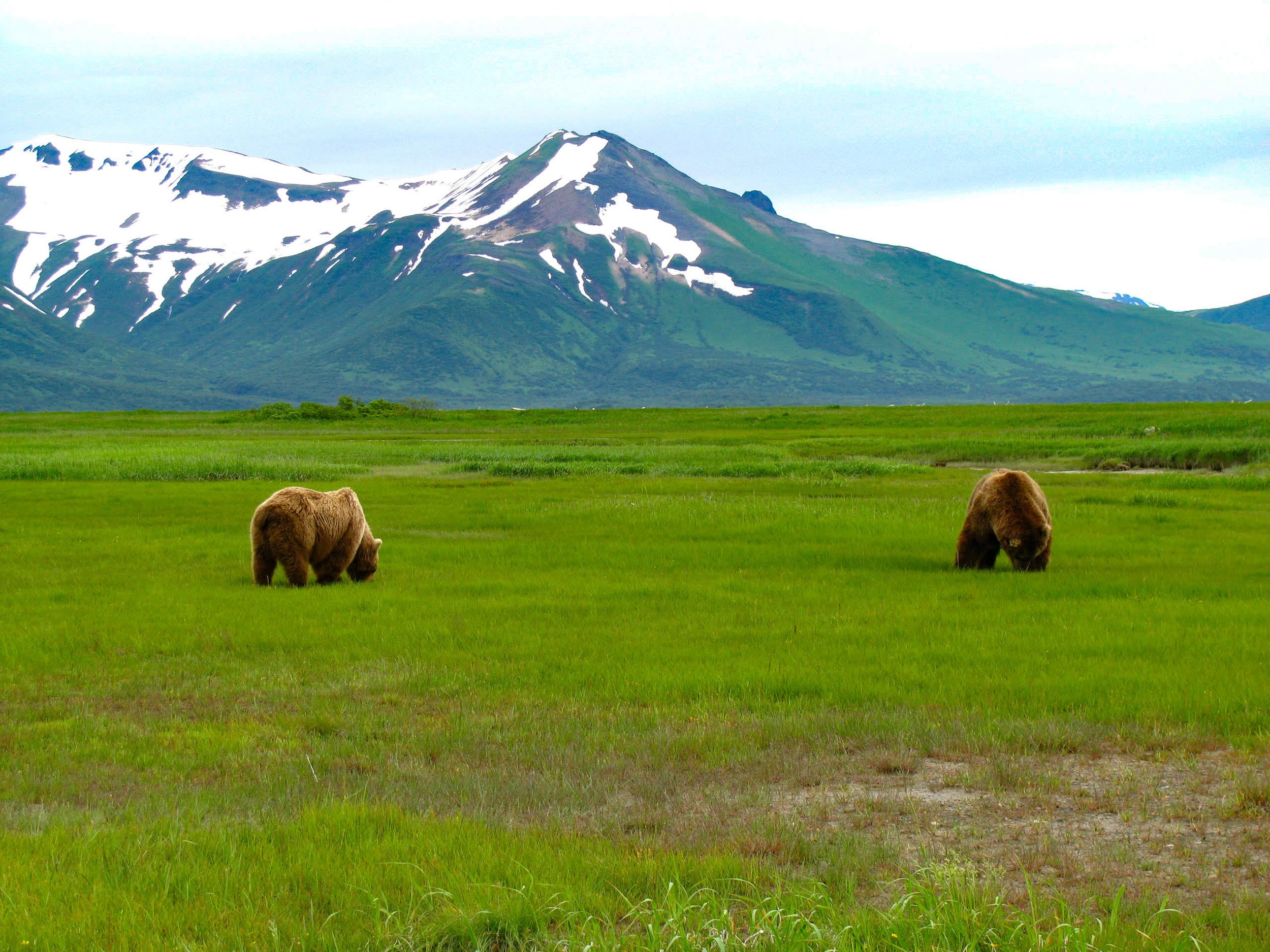 Alaska Katmai Bear Viewing Tours | Best Viewing Trips — Beluga Air