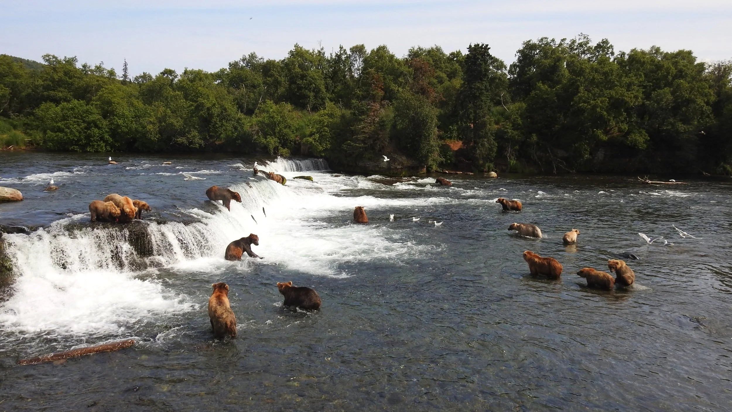 Brooks Falls Bear Viewing Tours | Book Your Katmai Trip — Beluga Air