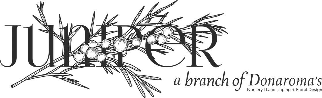 Juniper