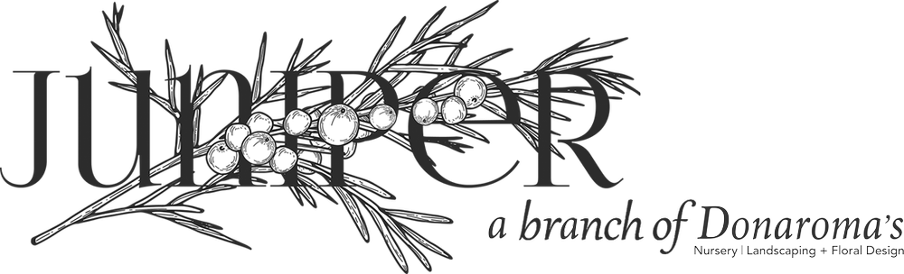 Juniper