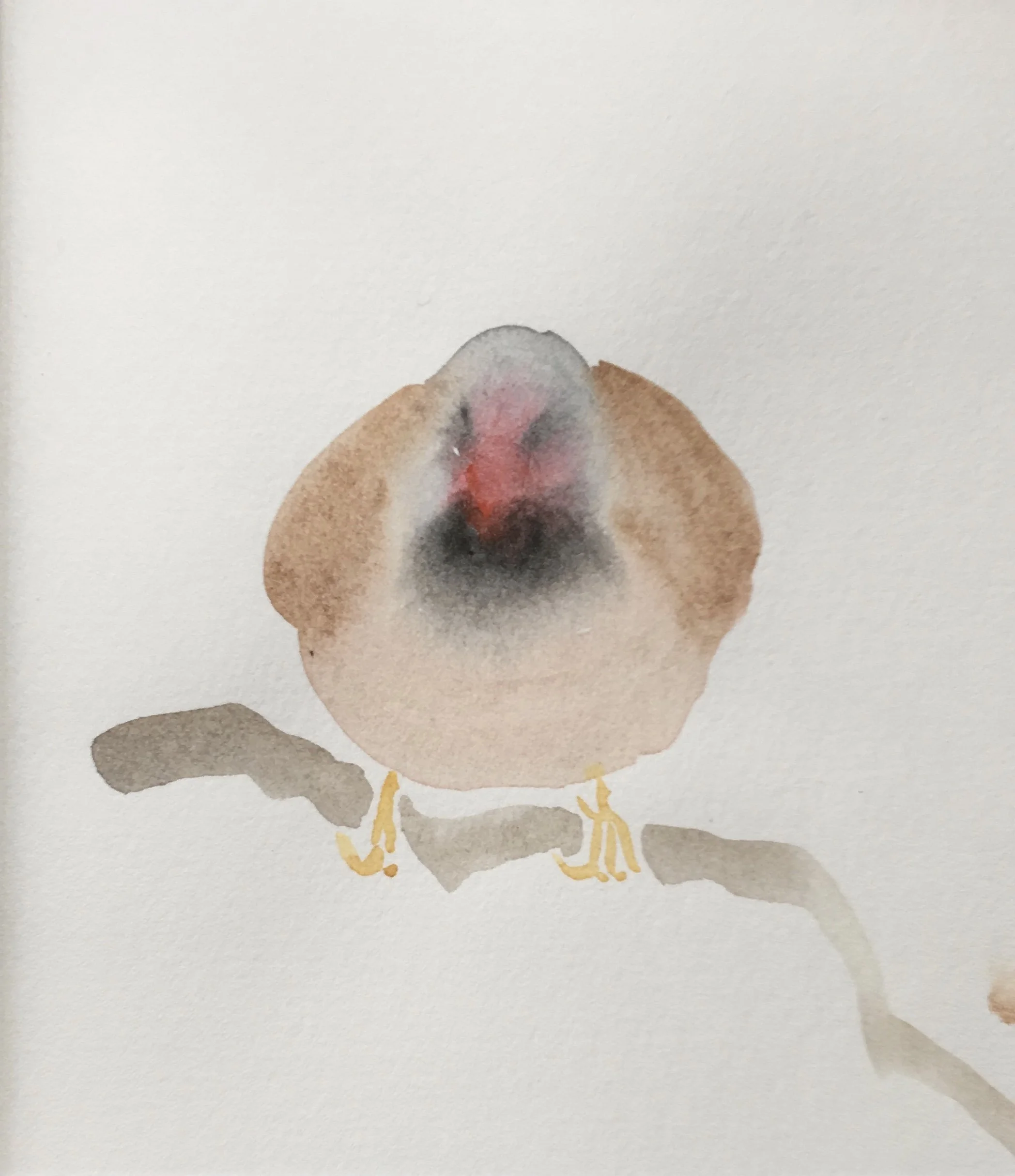 Rachel Sutherland Finch ll — Dockside Gallery