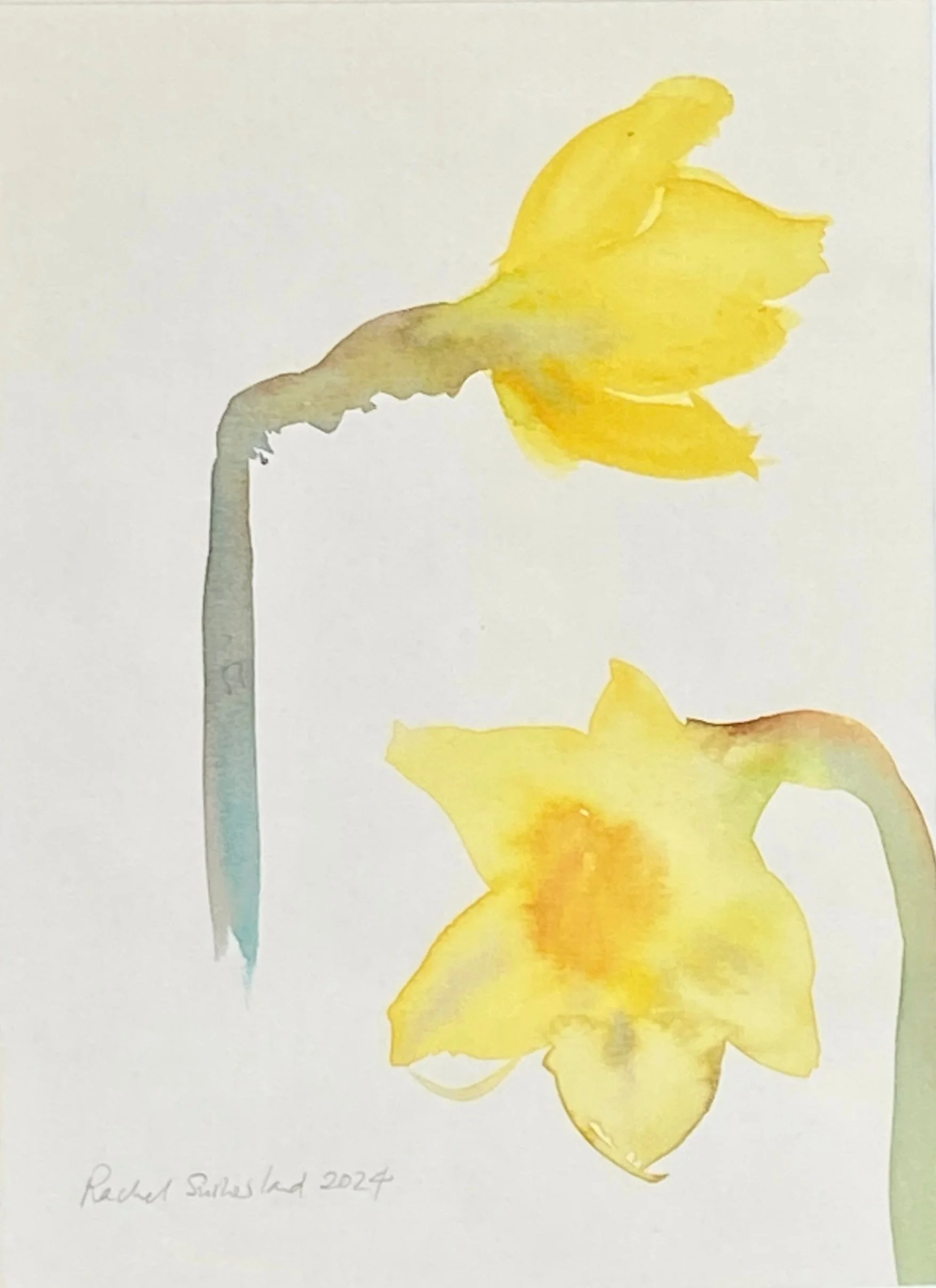 Rachel Sutherland Daffodils — Dockside Gallery