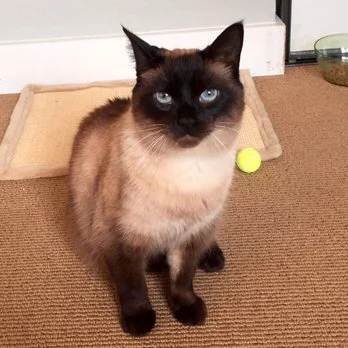 About Us — Alameda Mobile Animal Care