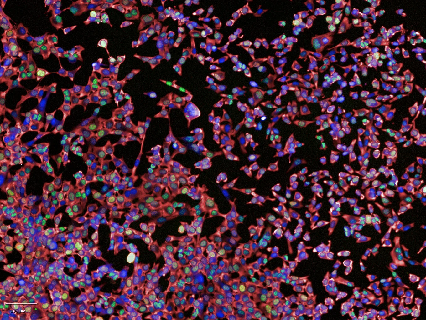 Fallahi-Sichani Lab @ UVA