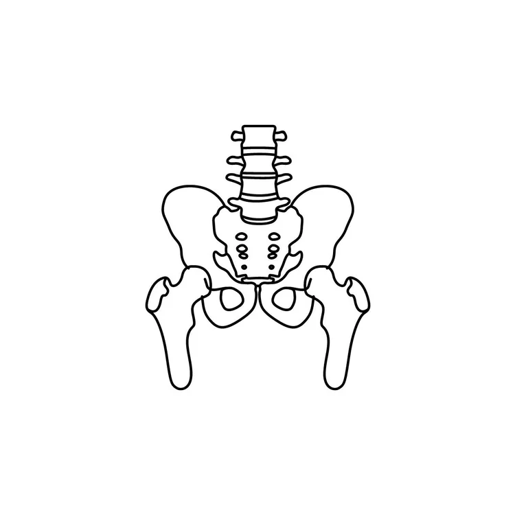 Understanding Hip Anatomy: Flexion and Extension