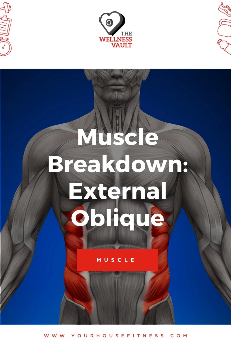 Muscle Breakdown: External Oblique | Your House Fitness