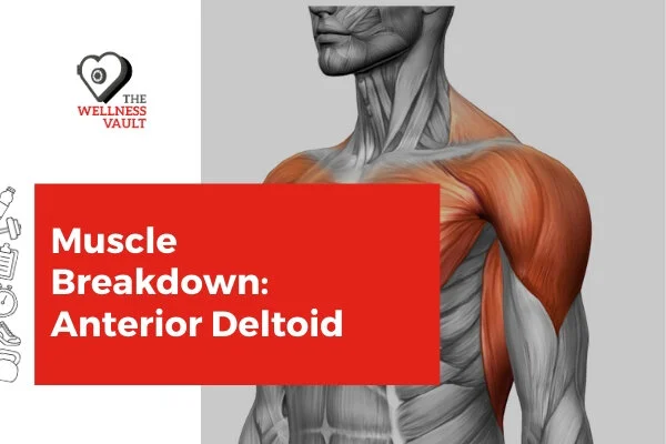 Anterior Deltoid Muscle Exercises
