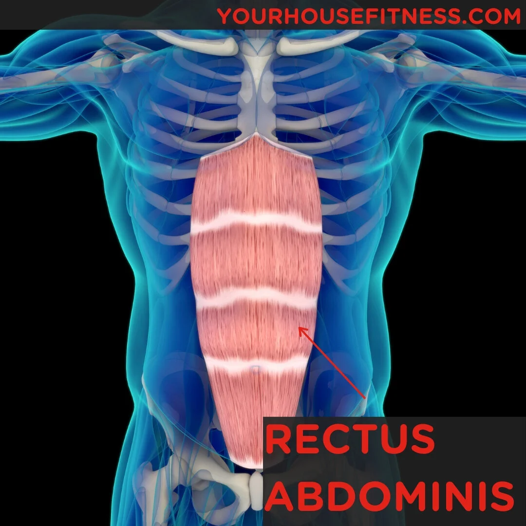 Rectus Abdominis Muscles | Abdominal Muscles: Names, Location, and ...