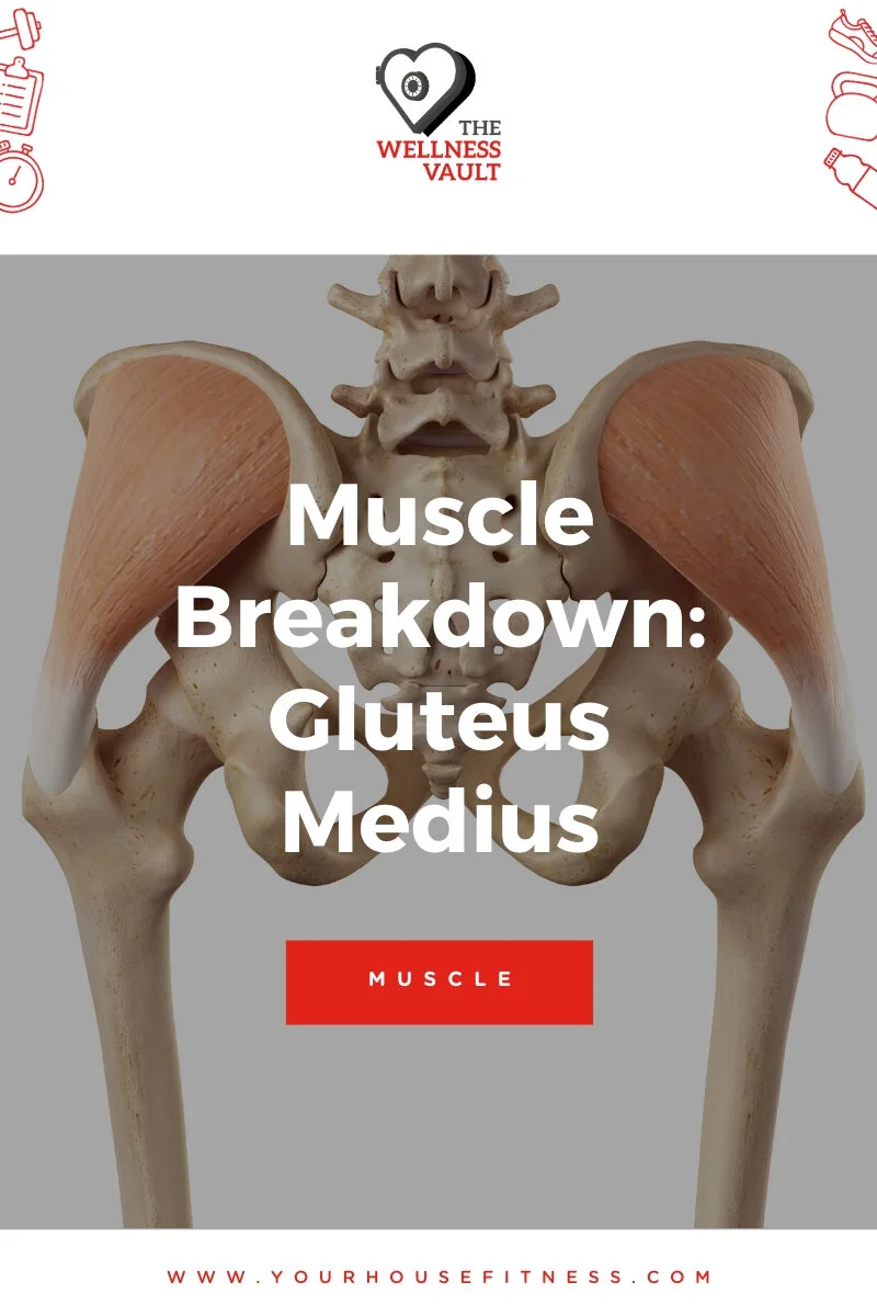 Muscle Breakdown: Gluteus Medius | Your House Fitness