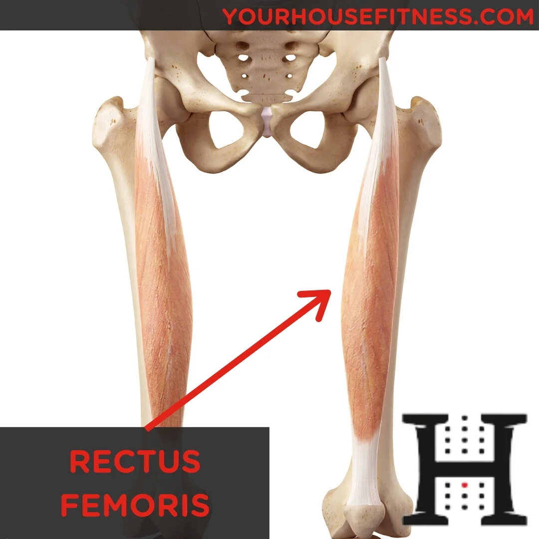 Muscle Breakdown: Rectus Femoris
