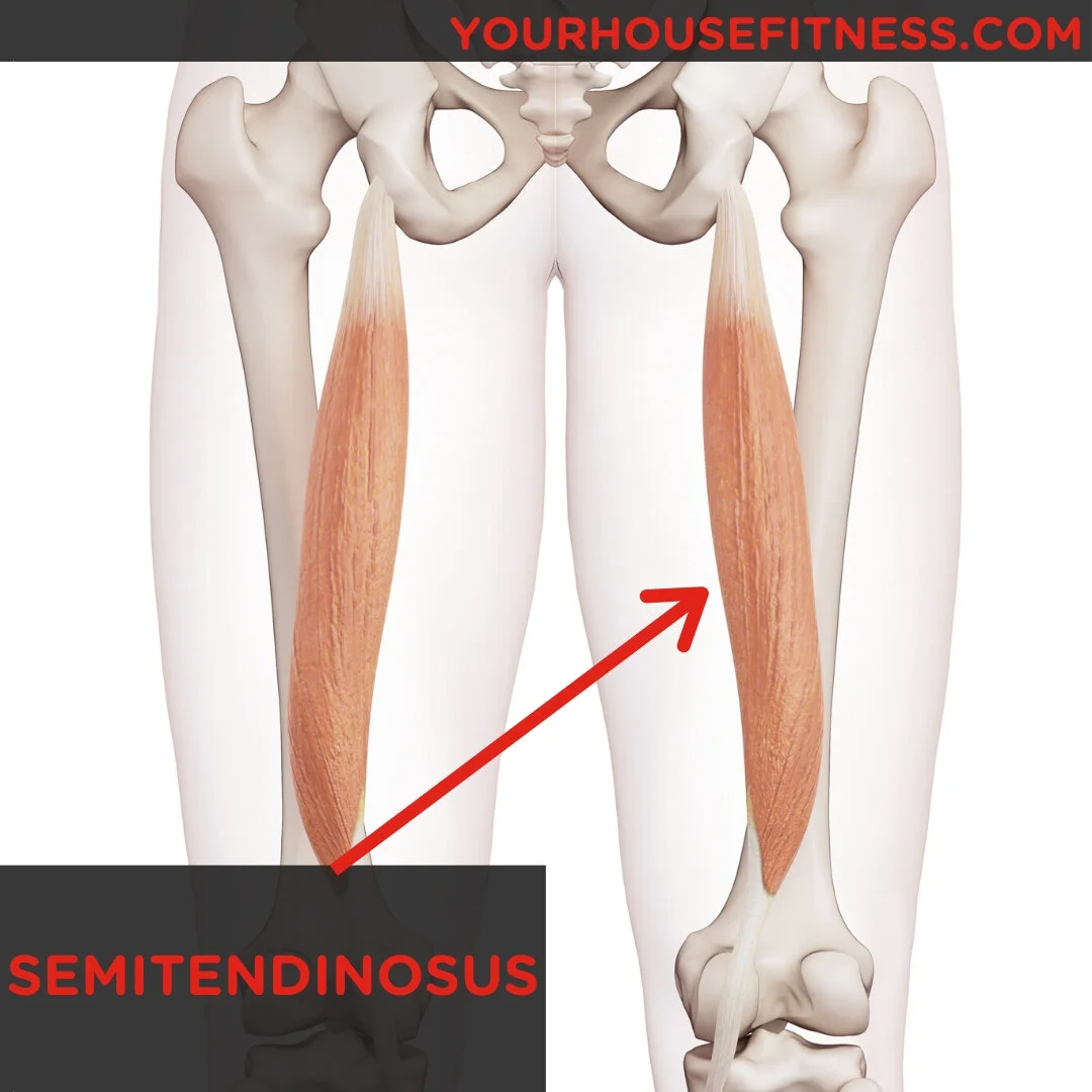Muscle Breakdown: Semitendinosus