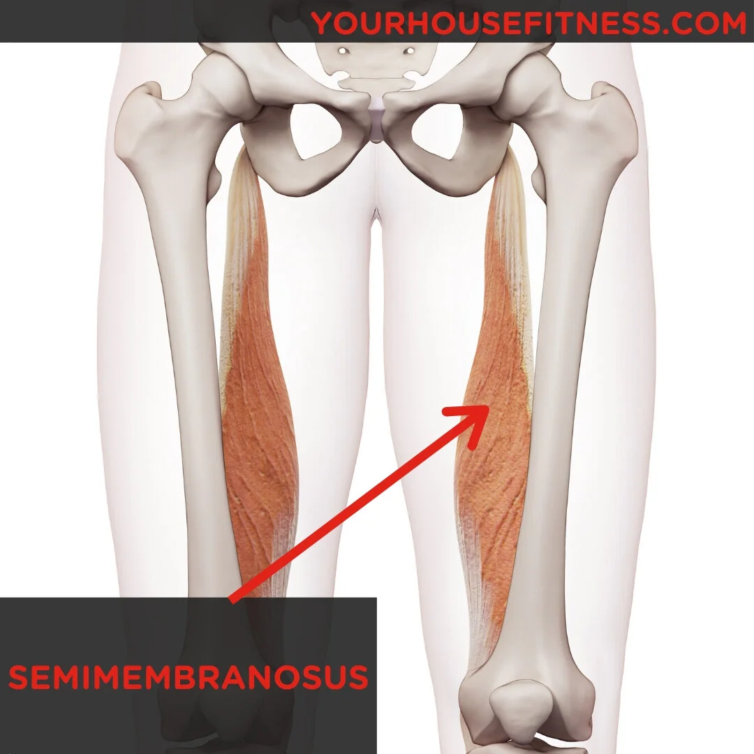 Muscle Breakdown: Semimembranosus | Your House Fitness