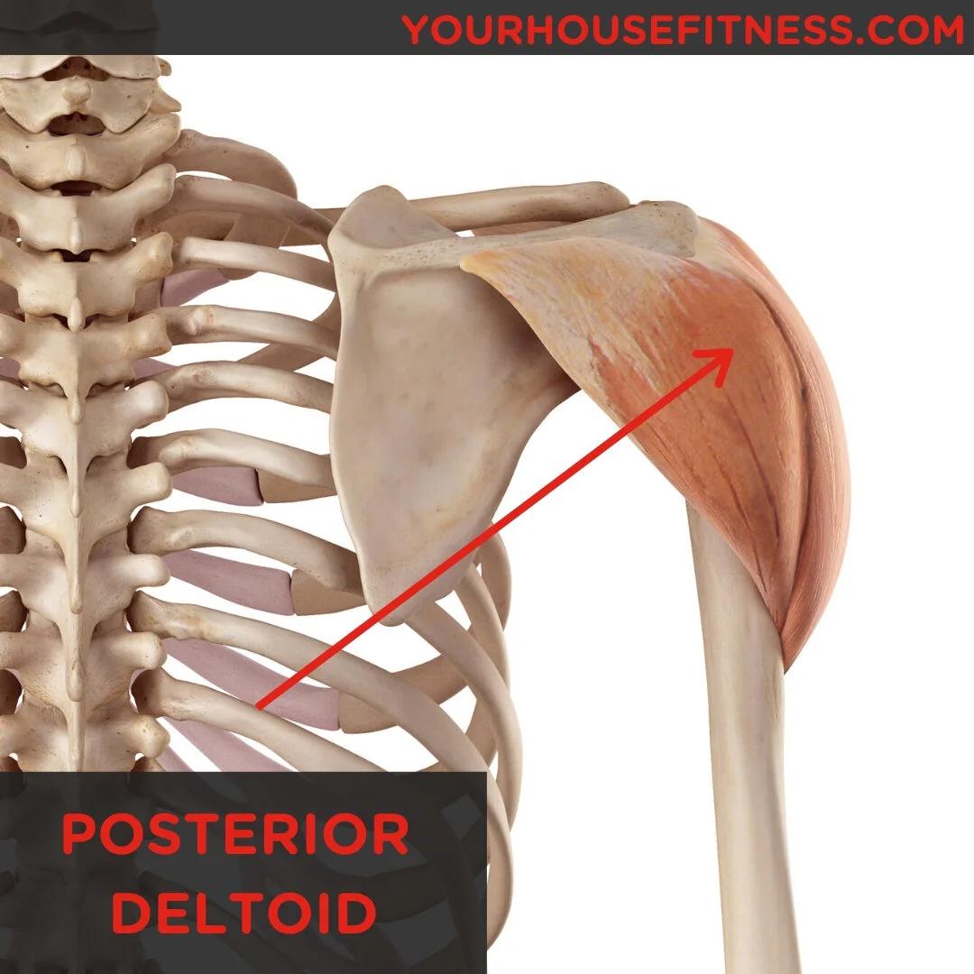Muscle Breakdown: Posterior Deltoid | Your House Fitness