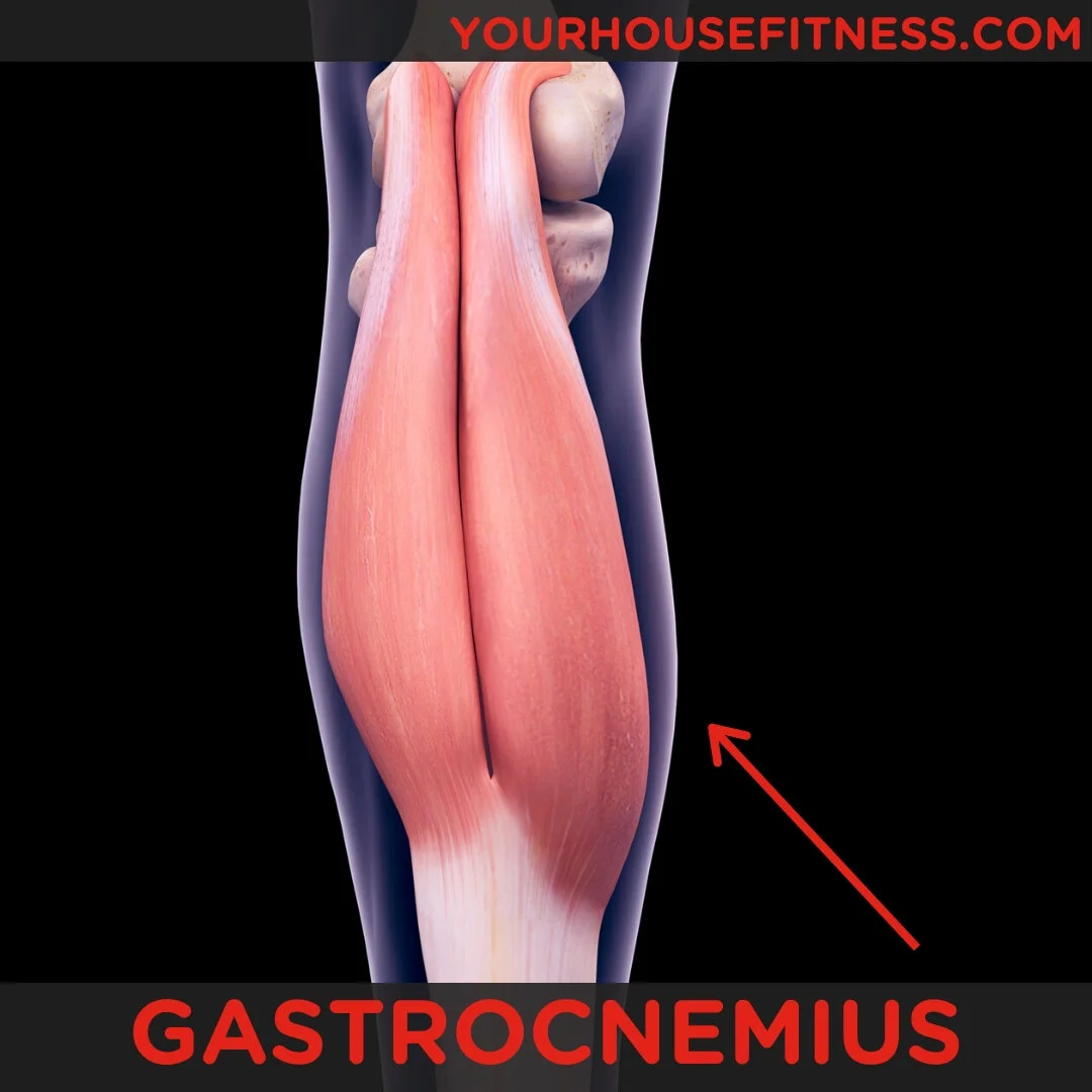 Muscle Breakdown Gastrocnemius Muscle Breakdown Gastrocnemius