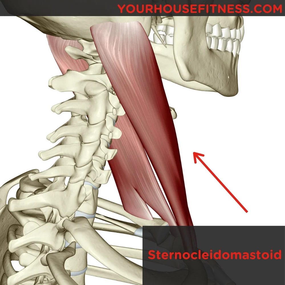 Muscle Breakdown: Sternocleidomastoid
