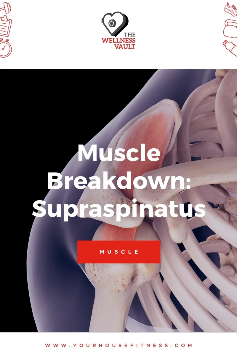 Muscle Breakdown: Supraspinatus