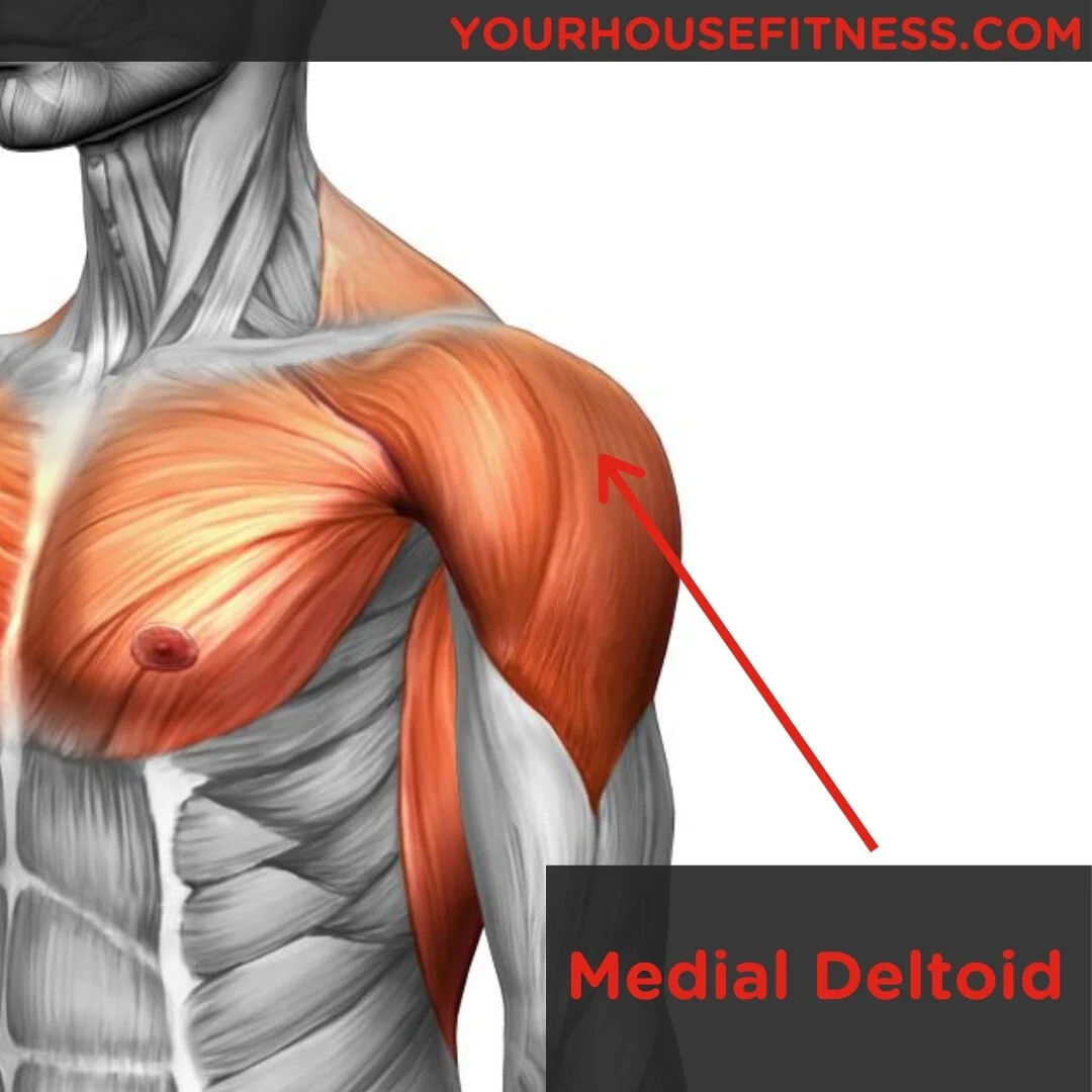 Deltoid Muscle Anatomy Deltoid Muscle Anatomy