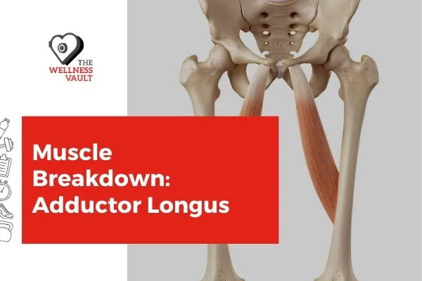 Exploring Muscle & Anatomy for Fitness