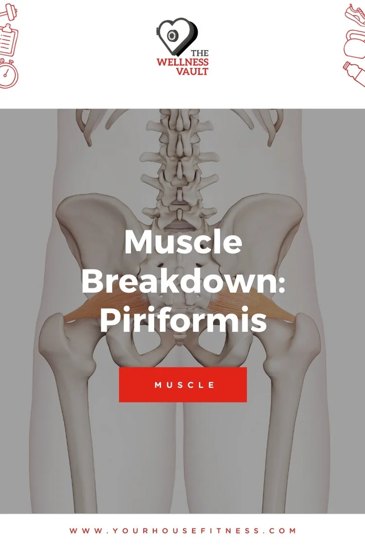 Muscle Breakdown: Piriformis