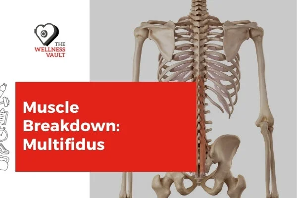 Muscles | Your House Fitness