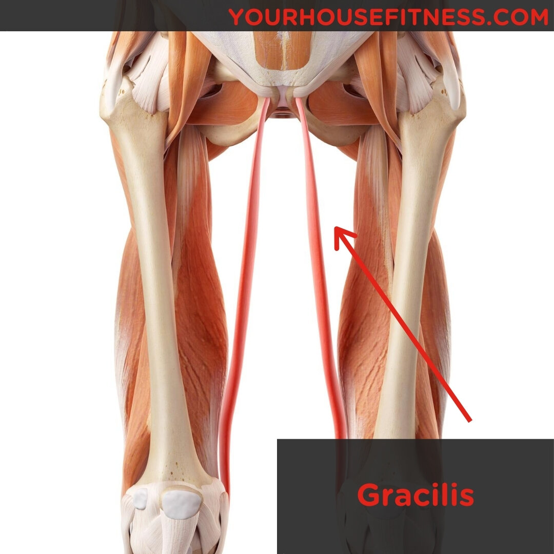 Muscle Breakdown Gracilis Your House Fitness Muscle Breakdown Gracilis Your House Fitness