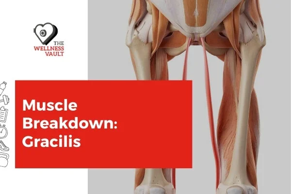 Gracilis Muscle Origin