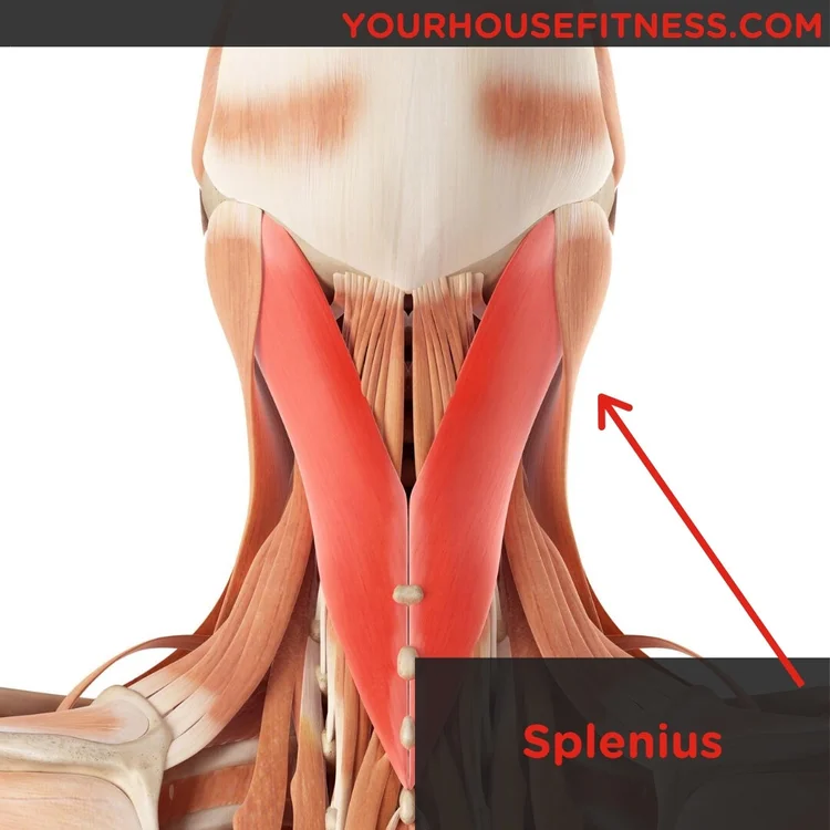 The Splenius Muscles and Their Role in Posture
