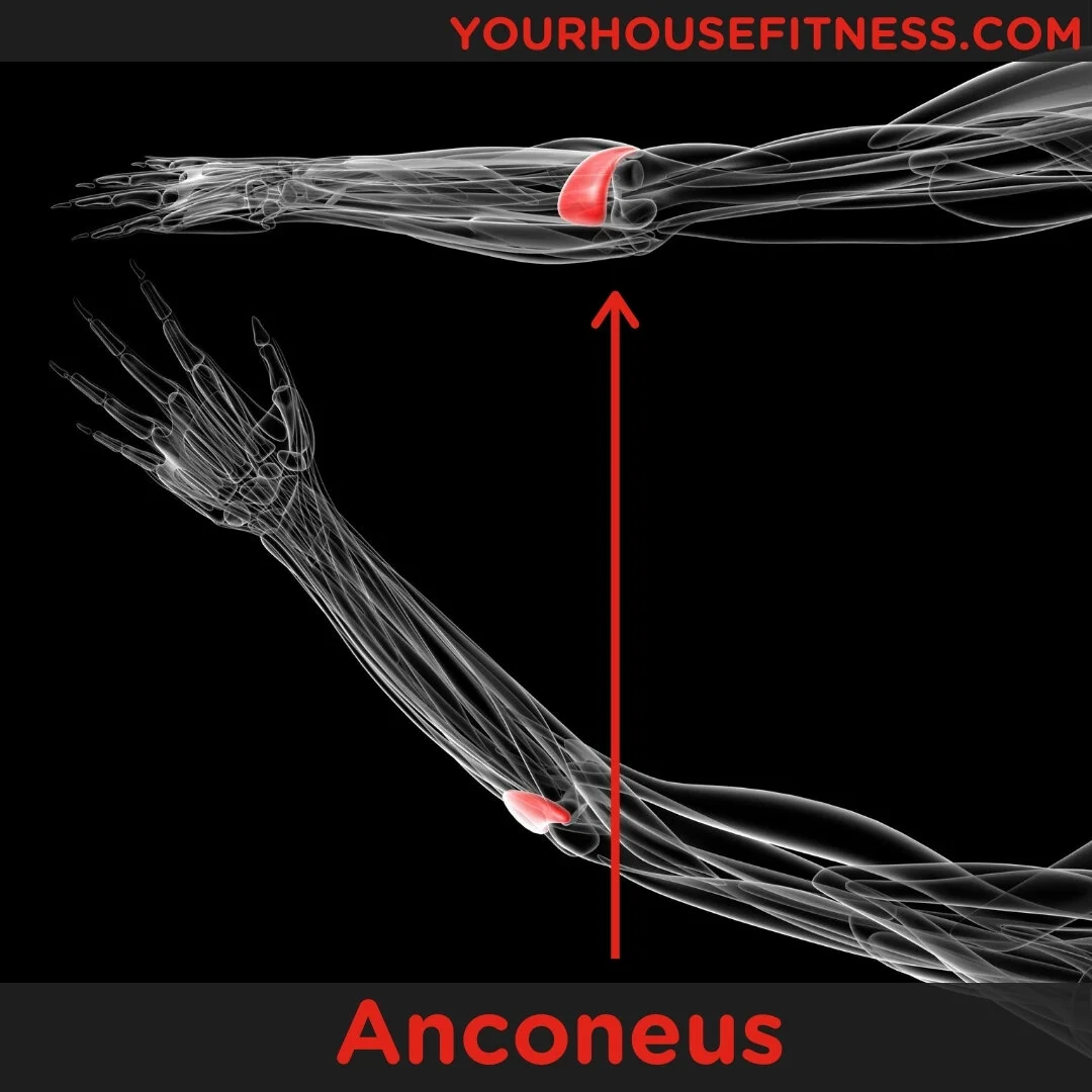 Muscle Breakdown: Anconeus