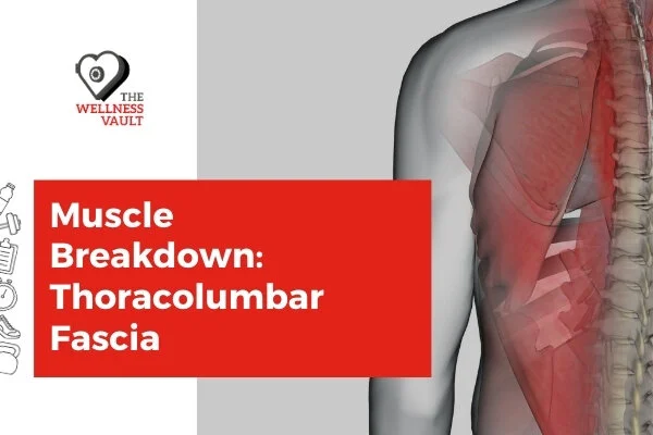 Muscles | Your House Fitness