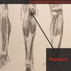 Muscle Breakdown: Plantaris