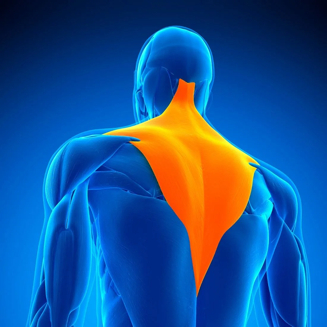 Omoplate Du Muscle