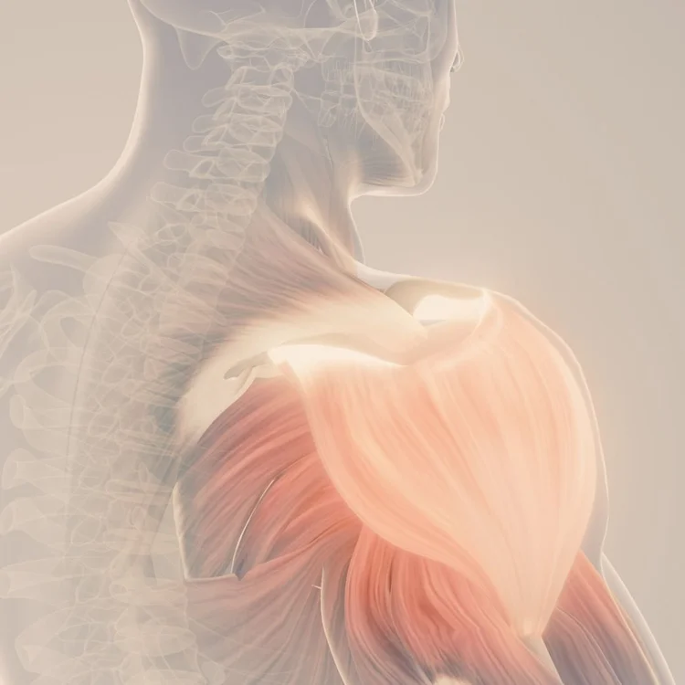 Analyse Musculaire: Deltoide