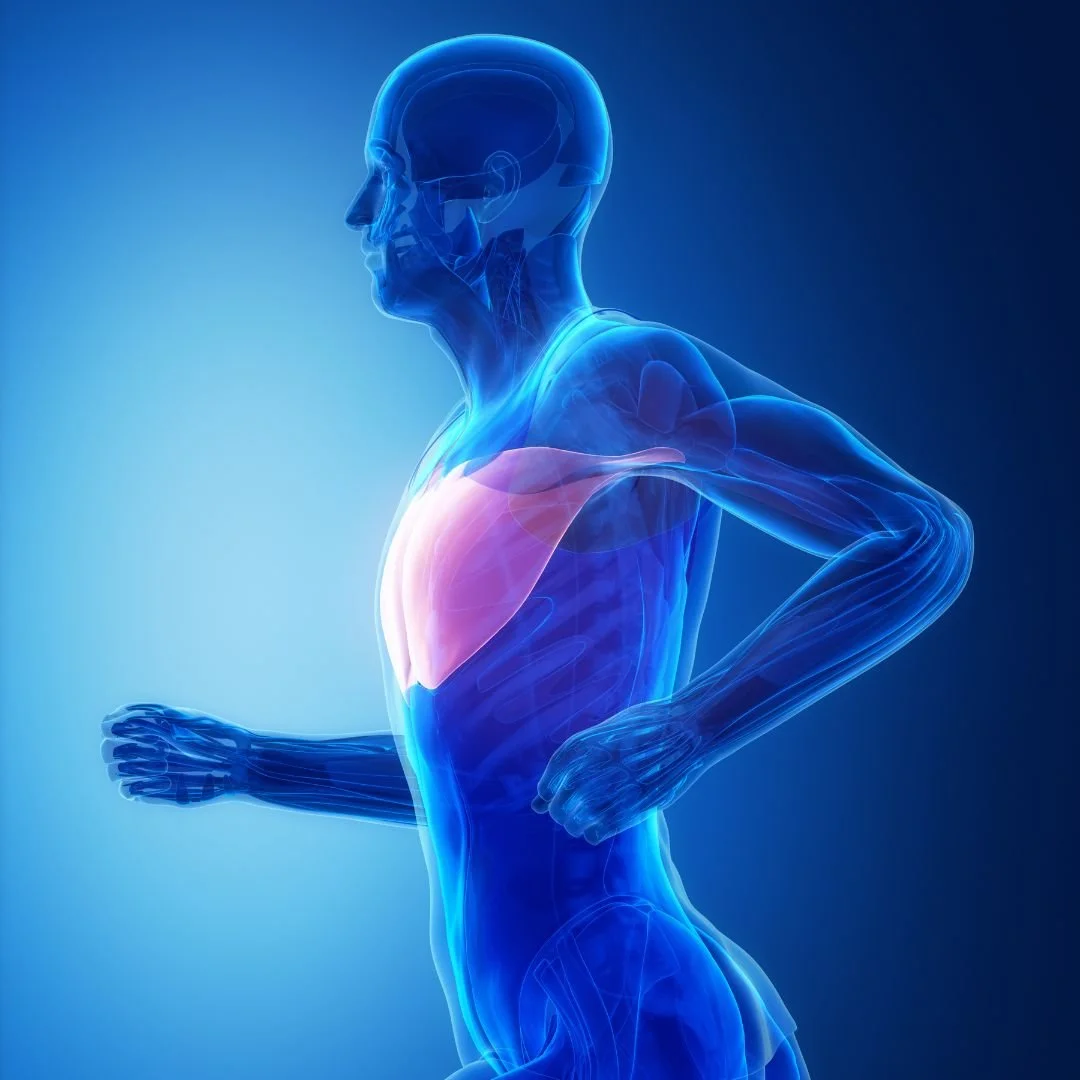 Optimales Training des Großen Brustmuskels (Pectoralis Major): Übungen ...