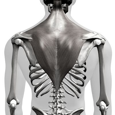 Aprendamos Sobre El Trapecio Musculo