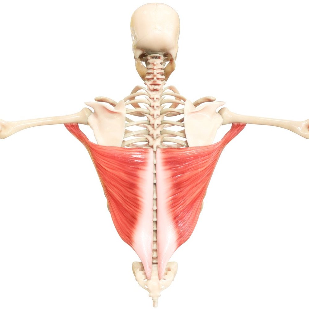 Le Grand Dorsal : Guide Complet pour un Dos Musclé et Fort