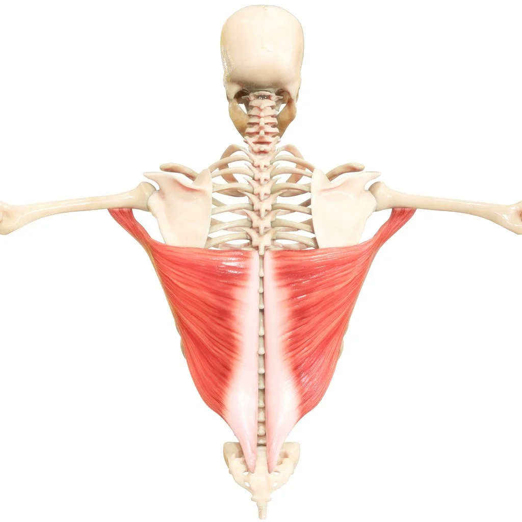 Le Grand Dorsal : Guide Complet pour un Dos Musclé et Fort