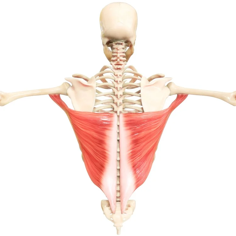 Le Grand Dorsal : Guide Complet pour un Dos Musclé et Fort