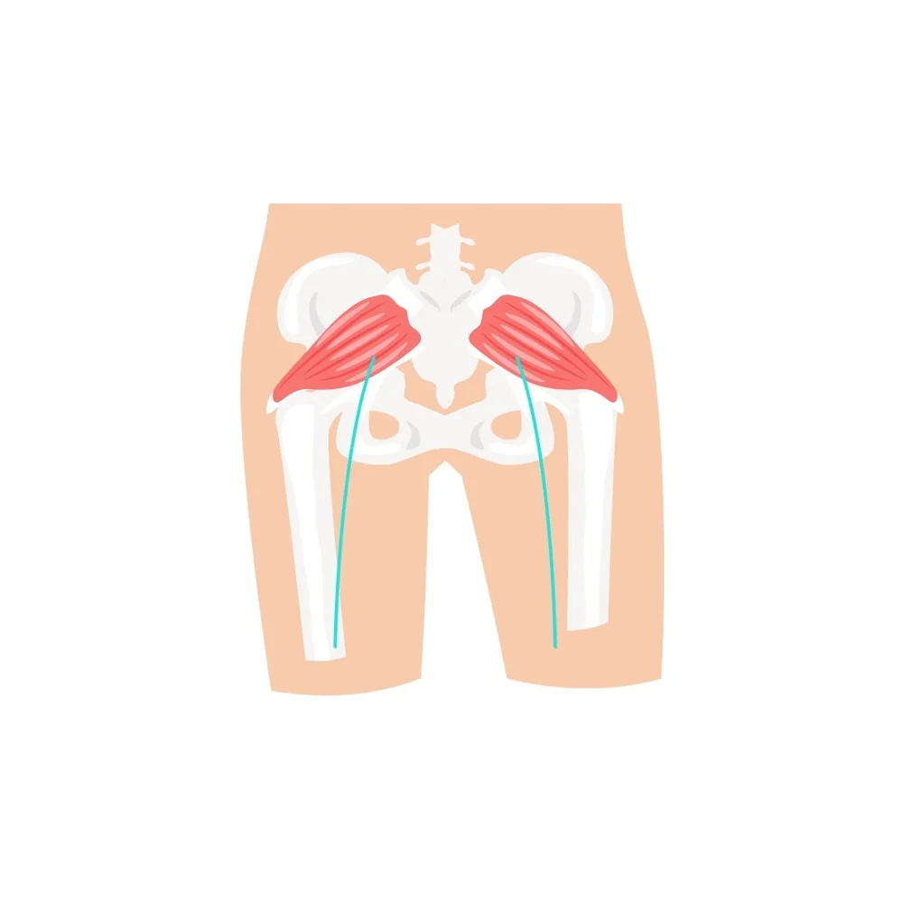 Muscle Breakdown: Piriformis