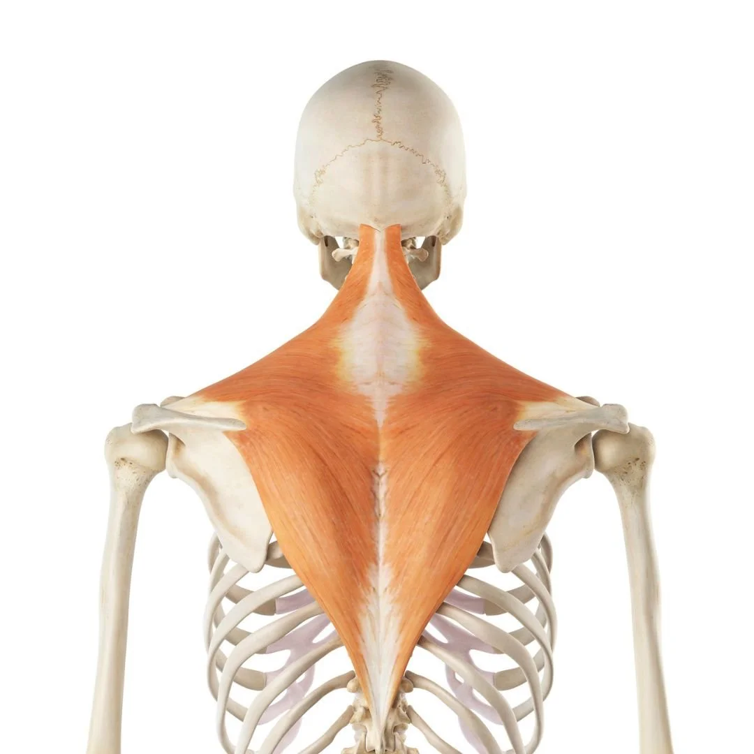 Der Trapezmuskel: Ein Blick auf Unseren Mächtigsten Oberkörpermuskel