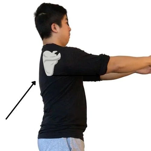 Scapular Stabilization Exercises: Strengthening the Muscles and Joints ...