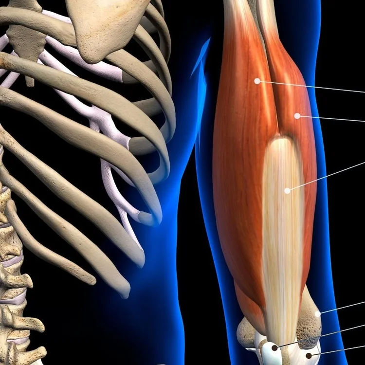 Muscle Breakdown: Triceps Brachii