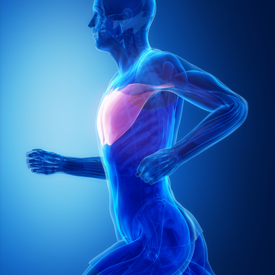 Aprendamos Sobre El Pectoral Mayor