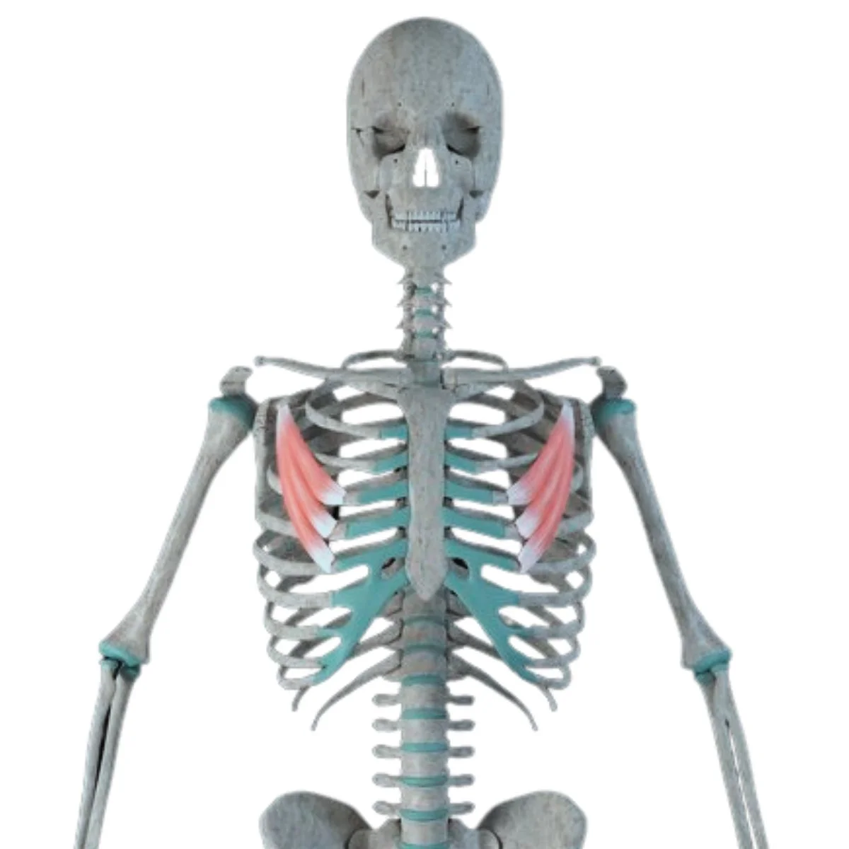Analyse Musculaire : Petit Pectoral