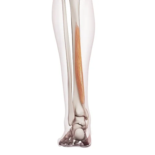 Muscle Breakdown: Flexor Digitorum Longus