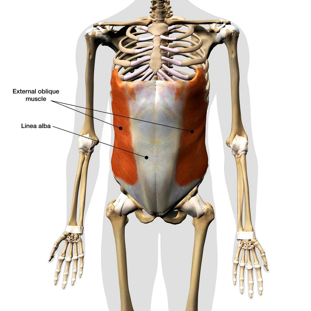 Fortaleciendo el Oblicuo Externo: Claves para un Nucleo Más Fuerte