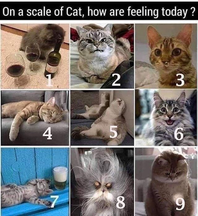 CAT CLUB SF - 1190 Folsom, SF, CA